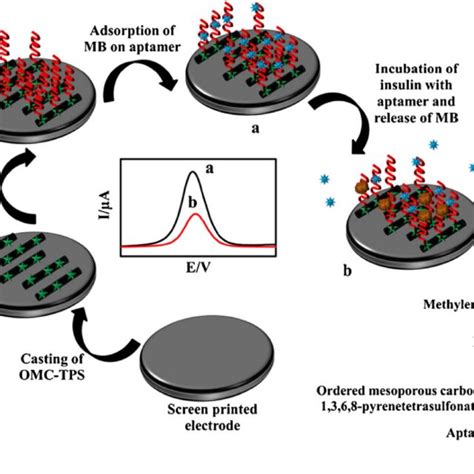 Schematic Of Aptasensor Construction Inset Responses Of Download Scientific Diagram