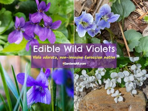 Wild Violets Benefits For Ground Cover Food And More
