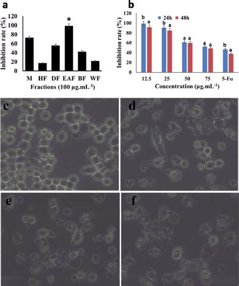 Cytotoxic Effect Of Various Solvent Fractions Of Rtfe On Ht 29 A