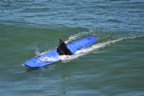 Authorities Weigh Options As Surfboard Hopping Sea Otter Keeps Giving