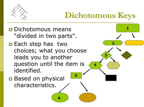 PPT Botany Standard 4 Field Identification PowerPoint Presentation