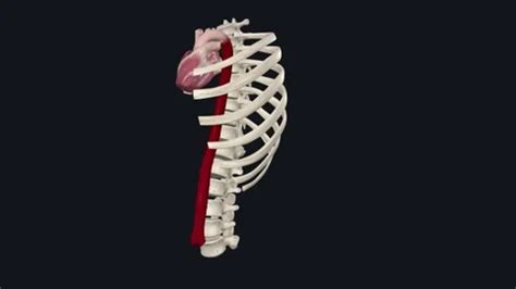 In Human Anatomy The Abdominal Aorta Is Stock Video Pond