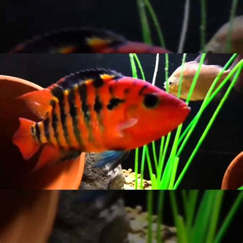 True Red Dovii