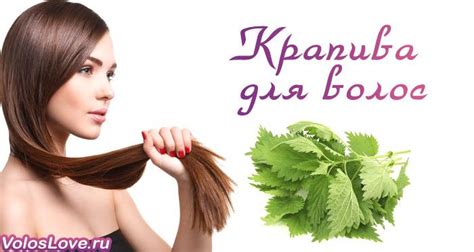 Ополаскивание волос отваром крапивы и лучшие рецепты масок | Волосы ...