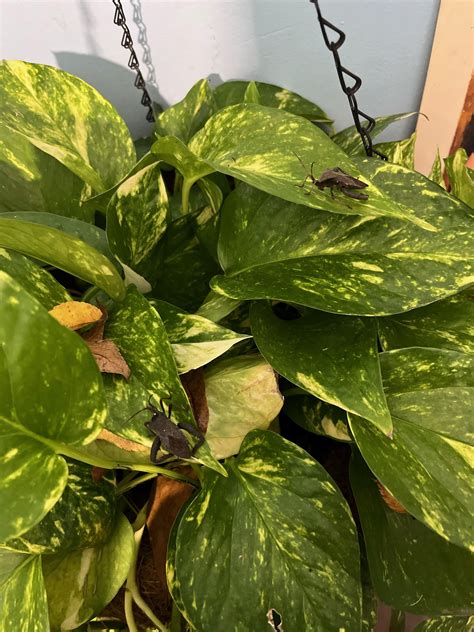 Stink Bug Or Leaf Footed Bug Memphis Tn R Whatsthisbug