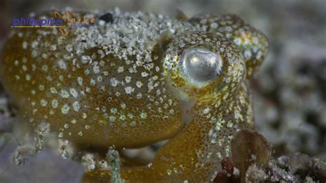 Sa15371 Bobtail Squid Scubaverse