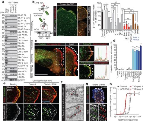Endophilin Marks And Controls A Clathrin Independent Endocytic Pathway