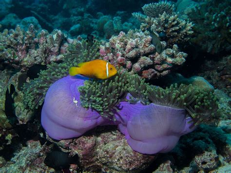 Los Arrecifes Coralinos Acerca Ciencia