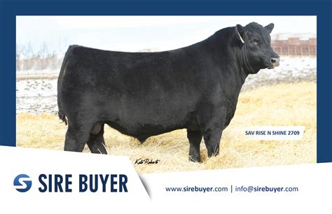 2024 Sire Directory Sire Buyer