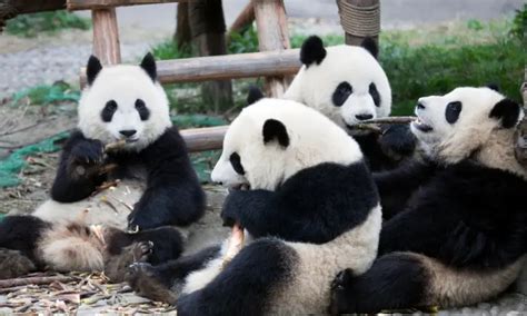 Reasons Why Pandas Are Bad At Surviving Explained