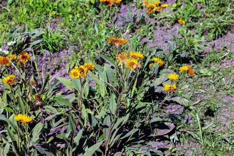 The Valuable Medicinal Plant Inula Helenium Grows In The Wild Stock Image Image Of Inula