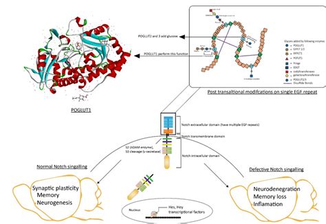 国科大博士生导师郎明林课题组在nature子刊发表蛋白质糖基化与人类重大疾病发生机制综述 生物通