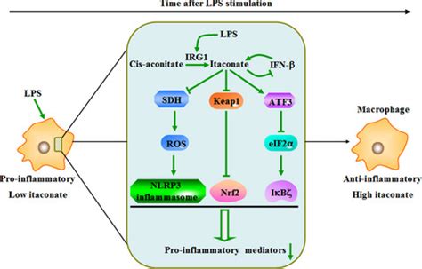 Itaconate An Emerging Determinant Of Inflammation In Activated