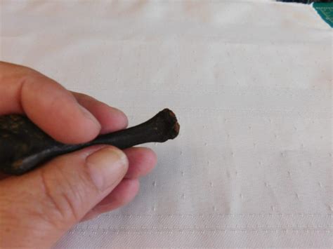 Turtle Femur Fossil Fossils And Artifacts For Sale Paleo Enterprises