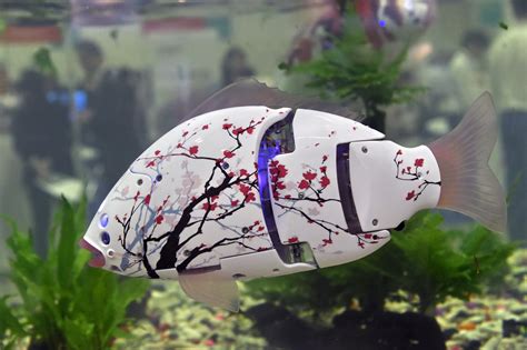 Watch Robotic Fish Can Withstand Ocean Currents Swim Alongside Real Fish Ibtimes