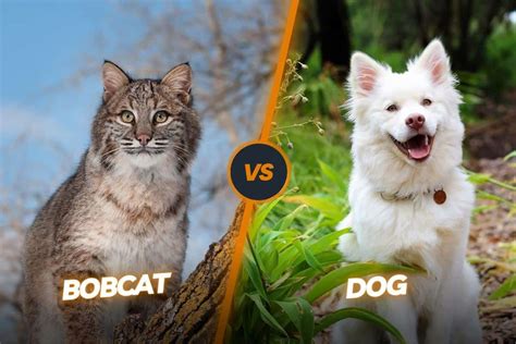 Bobcat Vs Dog What Happens When A Bobcat Meets A Dog