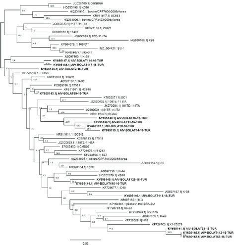 Phylogenetic Analysis Based On The 217 Bp Partial Nucleotide Sequence Download Scientific
