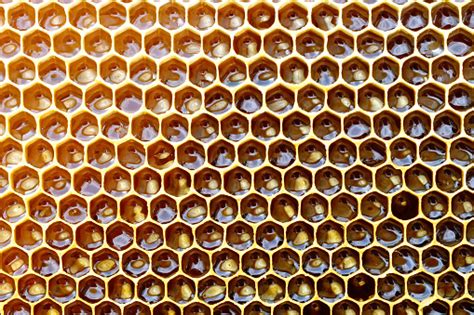 전체 프레임 보기에서 황금 꿀 가득 꿀벌 하이브에서 벌집 배경 텍스처입니다 건강관리와 의술에 대한 스톡 사진 및 기타 이미지 건강관리와 의술 건강한 생활방식 건강한
