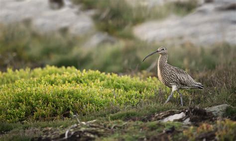 Slender Billed Curlew The Latest Bird Extinction Explained