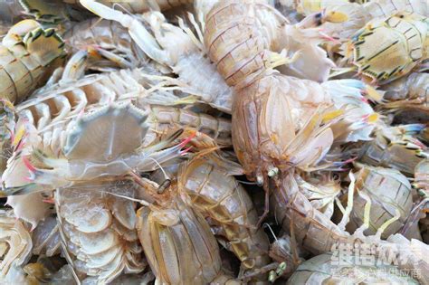 濑尿虾怎么养活的快濑尿虾饲料配方配比 养殖 供给 水质