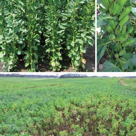 Healthy Faba Bean Plants Showing Profuse Podding A And B A Faba Bean