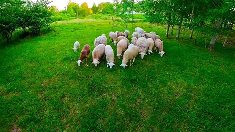 ЖИЗНЬ НА ХУТОРЕ КУПИЛ ХУТОР В ЛЕСУ СТРОЮ СВОЮ УСАДЬБУ №27 Youtube