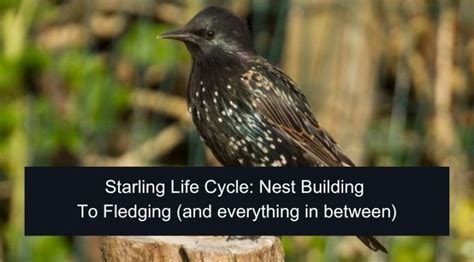 Starling Life Cycle Nest Building To Fledging And Everything In