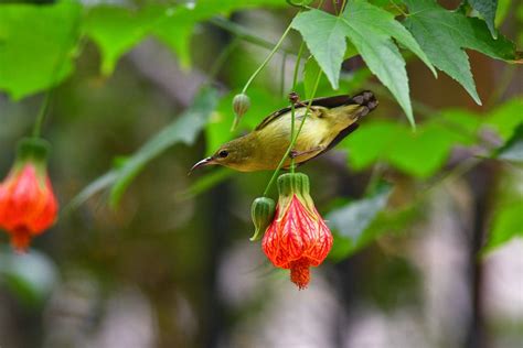 广东观鸟胜地新鲜出炉 本省各种鸟类大全集锦 分布的鸟类品种 鸟类图库 国内外鸟讯信息 国际旅游摄影网