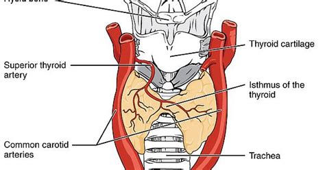 Thyroid Disease Album On Imgur