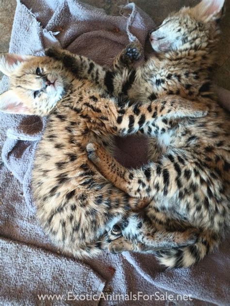 Serval Kittens For Sale