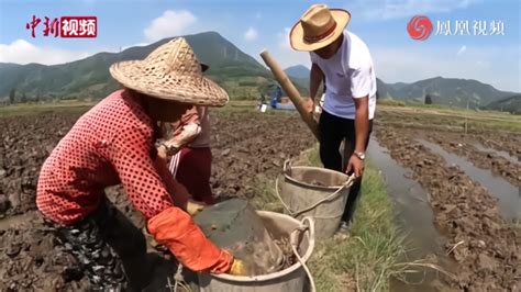 土丁养殖大丰收 这个海洋生物你见过吗 凤凰网视频 凤凰网