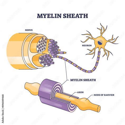 Myelin Sheath As Insulation Layer For Brain Or Spinal Nerve Outline Diagram Transparent
