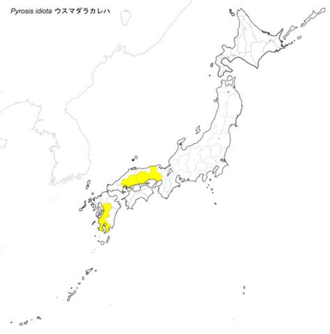 Species name Pyrosis idiota Graeser 1888 ウスマダラカレハ Cat 2968