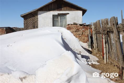Булган аймагт цаг агаарын хүндрэлээс болж 46432 мал хорогдоод байна