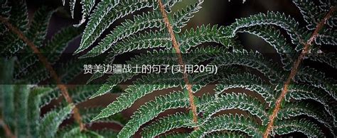 赞美边疆战士的句子 实用20句