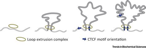 Principles Of Chromosome Architecture Revealed By Hi C Trends In Biochemical Sciences
