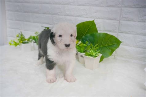 올드잉글리쉬쉽독분양 골든리트리버분양 대형견분양 큰개닷컴