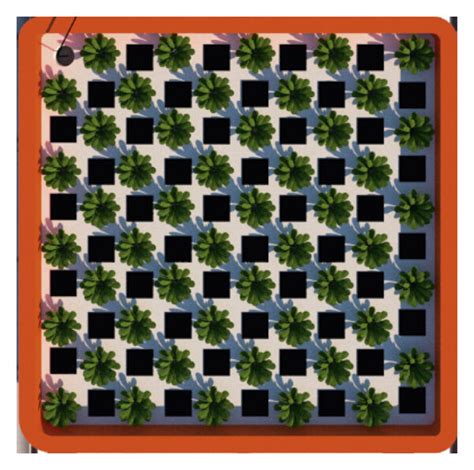 Pagoda Mustard Planting Pattern Download Scientific Diagram