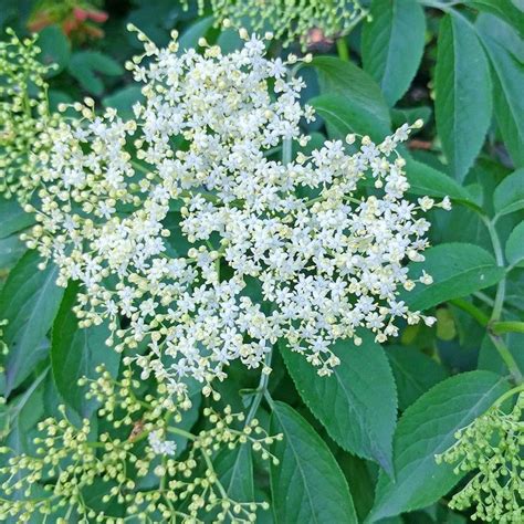 Holunderblüten Küchlein Masawi Masawi de Gewürzinsel