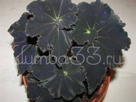 Бегония black beauty (55 фото)