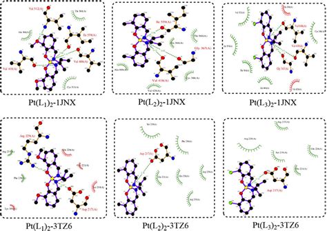docking poses between pt ln 2‐type complexes and target protein cell lines download