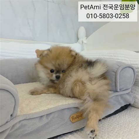 성남강아지분양 포메라니안분양 강아지분양 강아지 포메 포메분양 포메라니안 포메라니안분양 세이블포메 Youtube