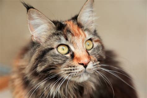 Portrait Of Tortoiseshell Maine Coon Cat Cute Kitten With Amber Eyes