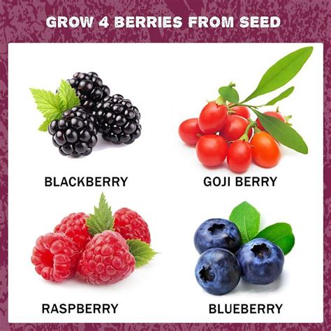 Natures Blossom Fruit Growing Kit Grow 4 Types Of Berries From Seed