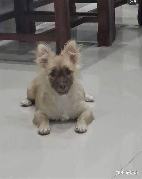 这是一只狗！ 知乎