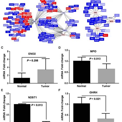 Tf Target Regulatory Networks Were Different In Squamous Cell Carcinoma