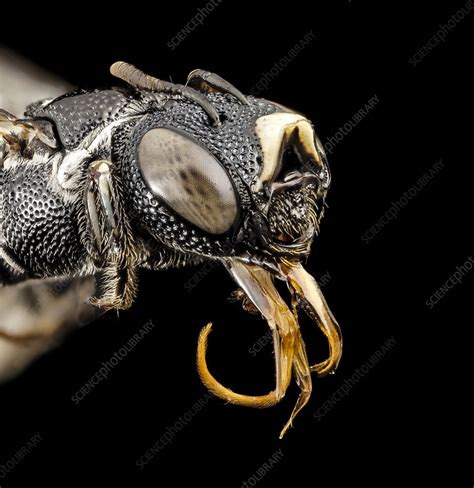 Small Carpenter Bee Stock Image C0261516 Science Photo Library