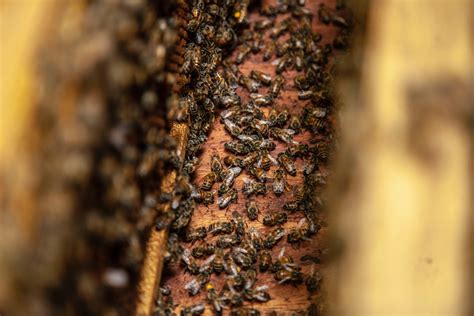 Signs That Your Home Is Infested With Bees Moon Organizer