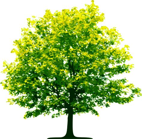 Tree Png Illustrator PNG Images Download Tree Png Illustrator Pictures Download Tree Png