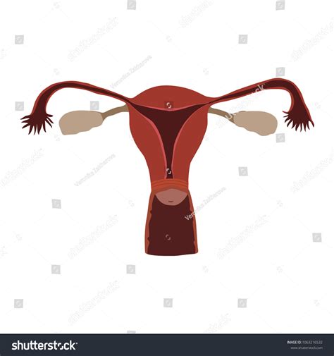 Human Realistic Uterus Anatomy Flat Illustration Stock Vector Royalty